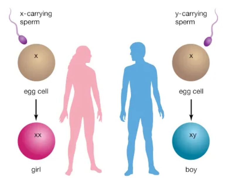 Sex Selection